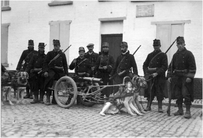 During World War I the Belgian used Mastiffs to pull machine gun carts ...