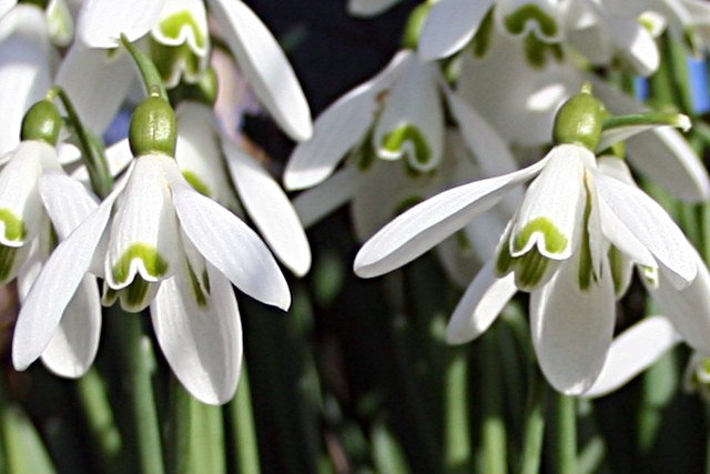 Manchester: National Trust Plants Snowdrop Flowers to Commemorate WWI