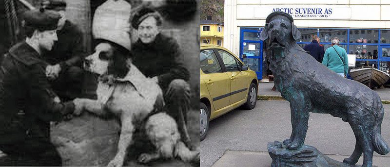 5 Amazing Animals That Served in the Military -WAR HISTORY ONLINE