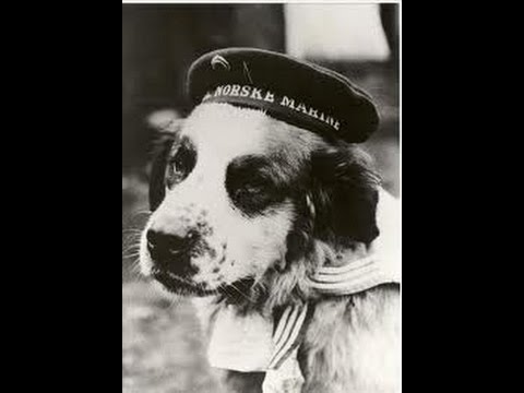 5 Amazing Animals That Served in the Military -WAR HISTORY ONLINE