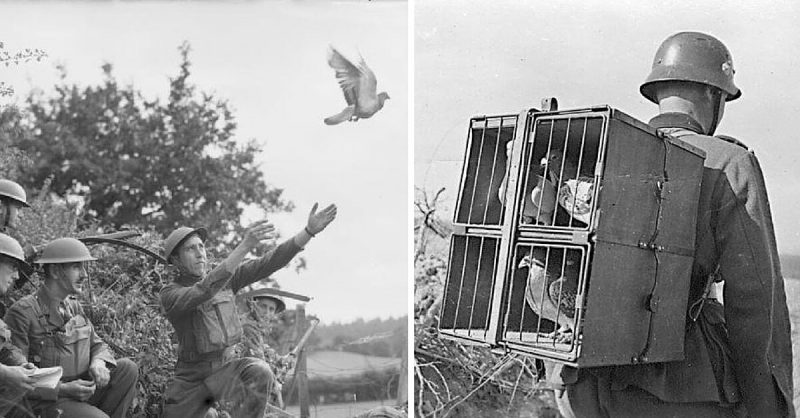 The Carrier Pigeons – Unsung Heroes of the Second World War