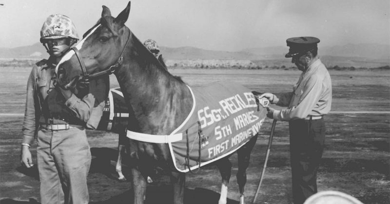 Statue For Sgt. Reckless, The Heroic Horse Who Saved Lives And Supplied ...