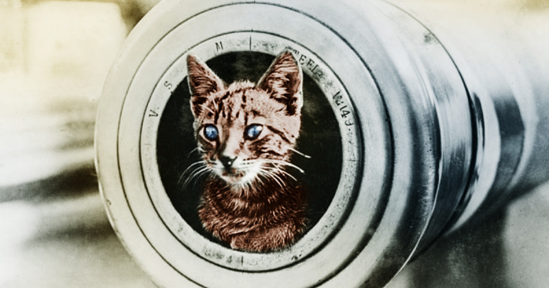 Unsinkable Sam - Legendary Cat Survived 3 Sinking Ships