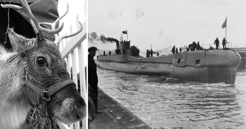 A Reindeer Lived on a British Sub, Ate a Navigation Chart, Got so Fat ...
