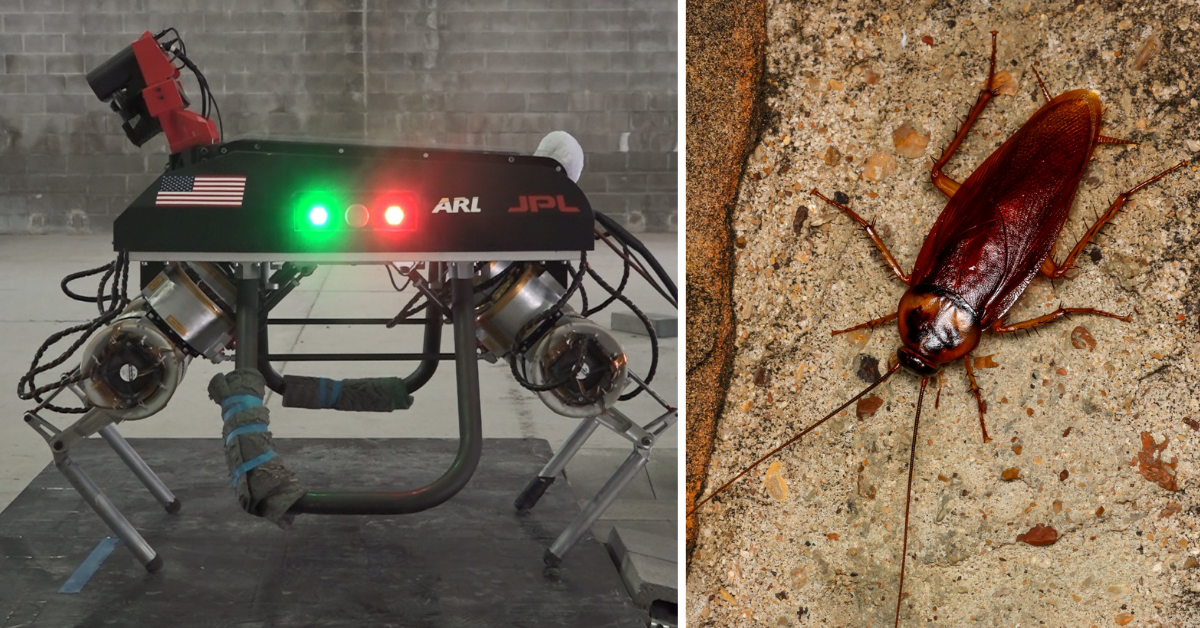 How Cockroaches Are Helping The Army Build Better Legs
