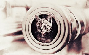 WWI's Cuddly Yet Brave 'Soldiers' - Cats | War History Online
