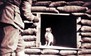 WWI's Cuddly Yet Brave 'Soldiers' - Cats | War History Online