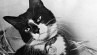 Cat Hero Simon, Only Feline to Receive Dickin Medal, Remembered | War ...