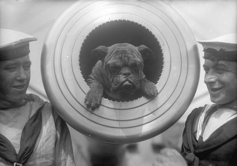 The Funniest and Weirdest Pictures Of WWII | War History Online