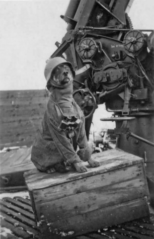 The Funniest and Weirdest Pictures Of WWII | War History Online