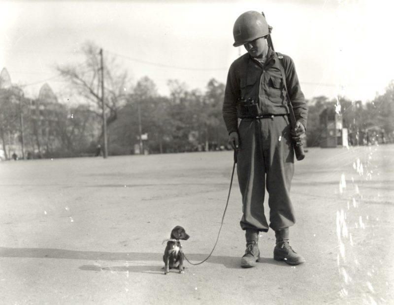 27 of the Funniest and Weirdest Pictures Of WWII | War History Online