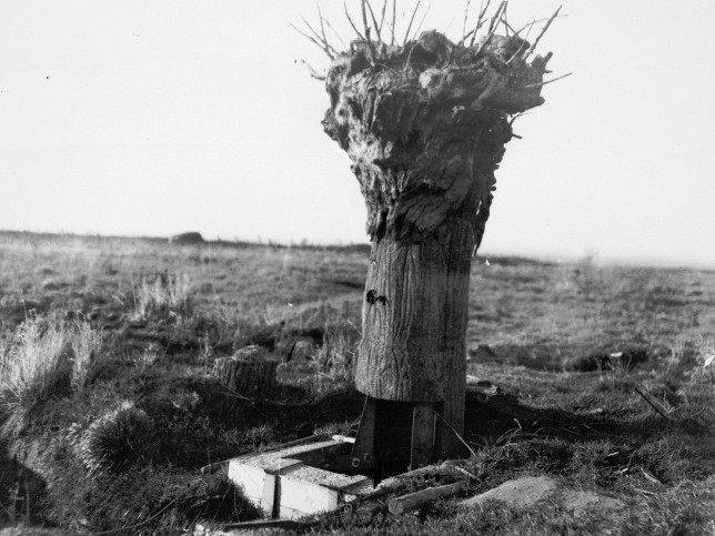 Fake Trees of WWI that Spied on and Killed Enemy Troops | War History ...