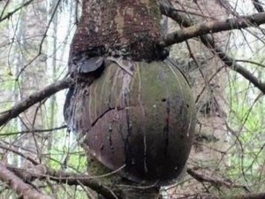 AMAZING! Weapons from WWII embeded into trees in Nevsky Pyatachok ...