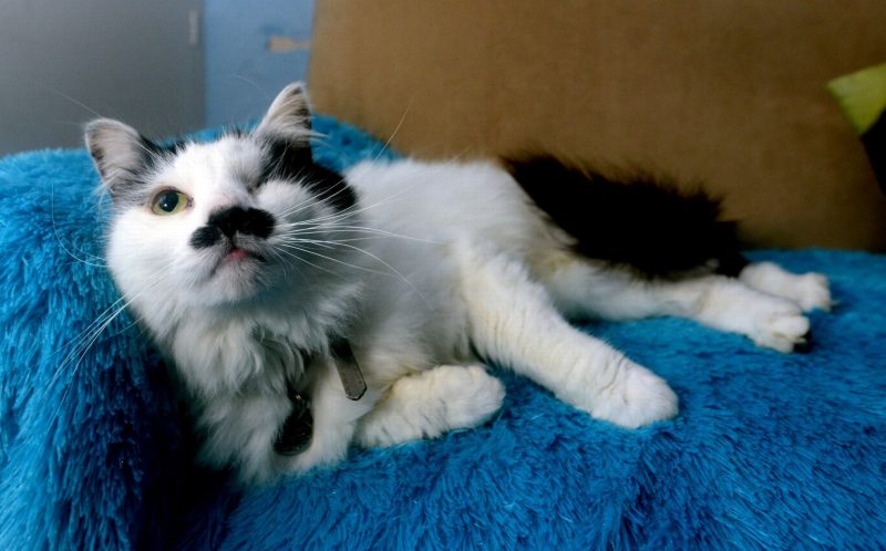 10 Uncommon WWII Facts | War History Online