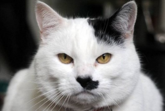 A Moscow Cat not only bares the resemblance to Hitler, he has the ...