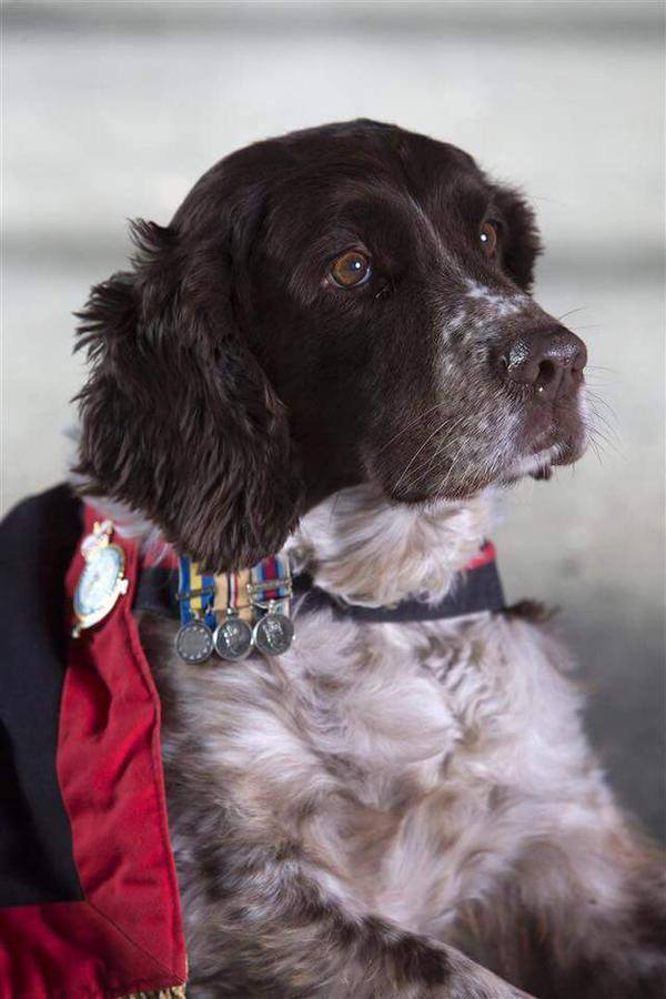 Dogs - A Soldiers Best Friend Since Forever | War History Online