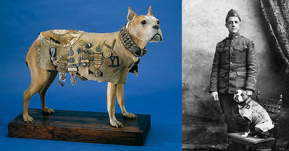 Stubby the War Dog: Would Warn About Gas, Saved Countless Lives, Earned ...