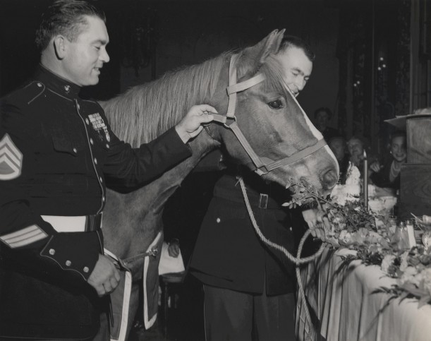 Marine Horse “Reckless” Received Two Purple Hearts And Was Promoted To ...