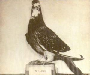 Strange: In WWII Pigeons Were Used To Guide Missles | War History Online
