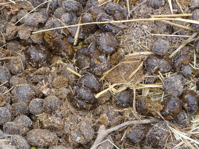 German Soldiers Forced to Eat Poop to Cure Dysentery Outbreak | War ...