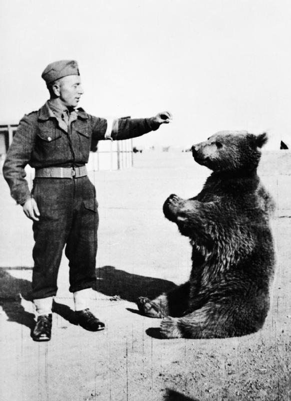 Polish Corporal Wojtek – The Non-Human WWII Hero | War History Online