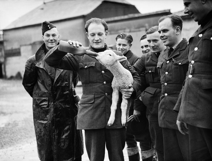 15 Different types of Animals-at-Arms - Unit Mascots! | War History Online