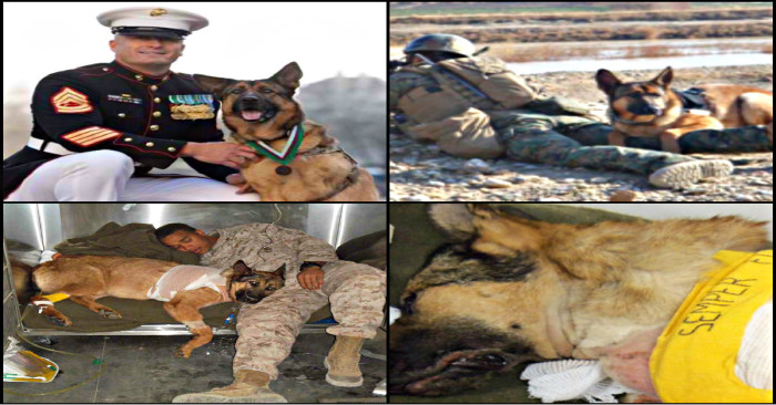 US Marine Dog Lucca Awarded the World's Highest Honor for Service Dogs ...