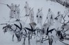 This Reindeer Battalion of WWII Was Braver than Soviets, Tougher Than ...
