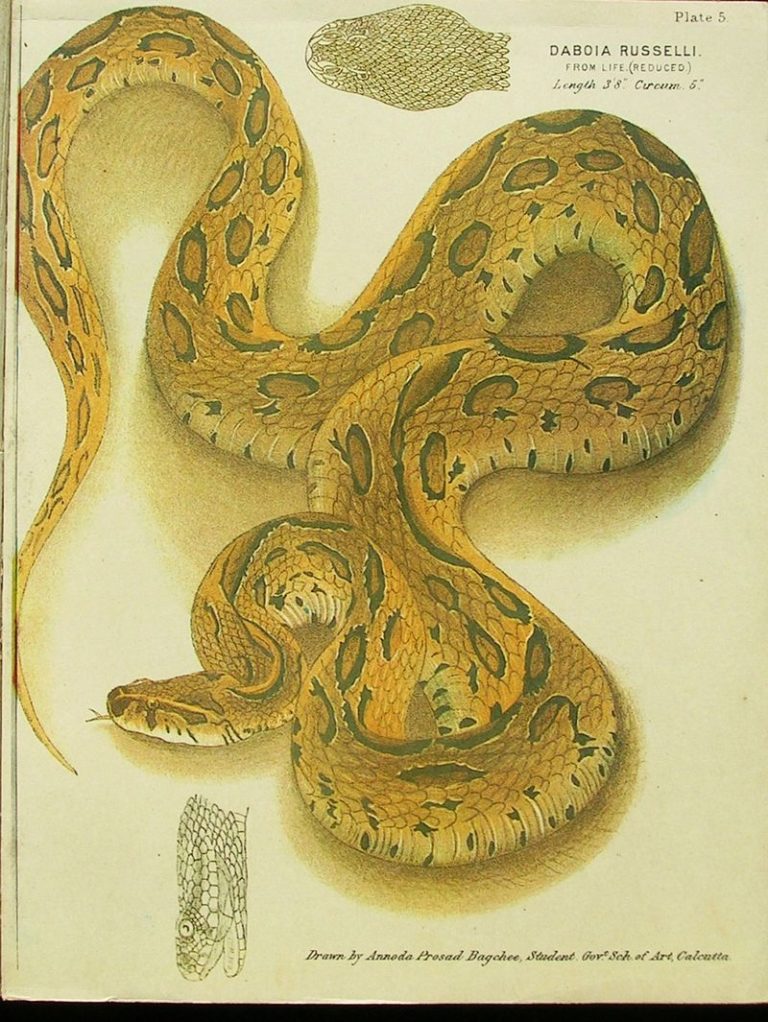 Five Amazing Facts About Hannibal Barca: Rome’s Most Dangerous Enemy ...