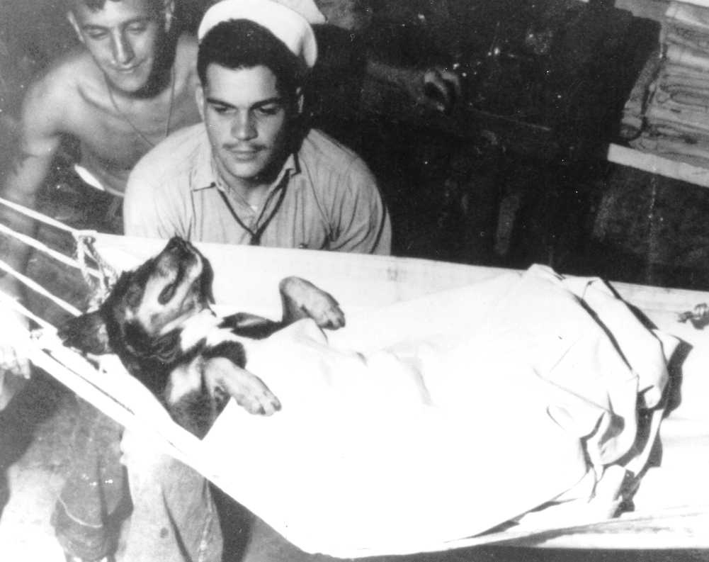 Meet Chief Dog Sinbad, The Cheerful and Brave Coast Guard Mascot of WW2 ...