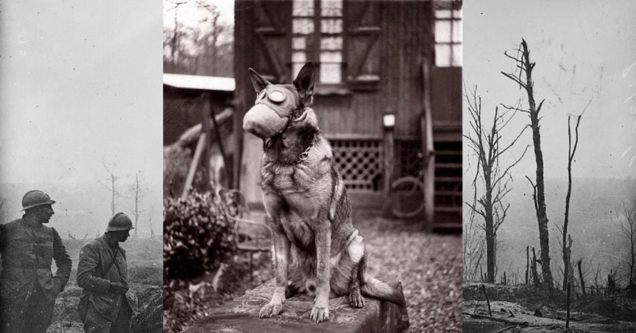 The Loyal Messenger Dog Who Saved Countless Lives At Verdun In WW1 ...