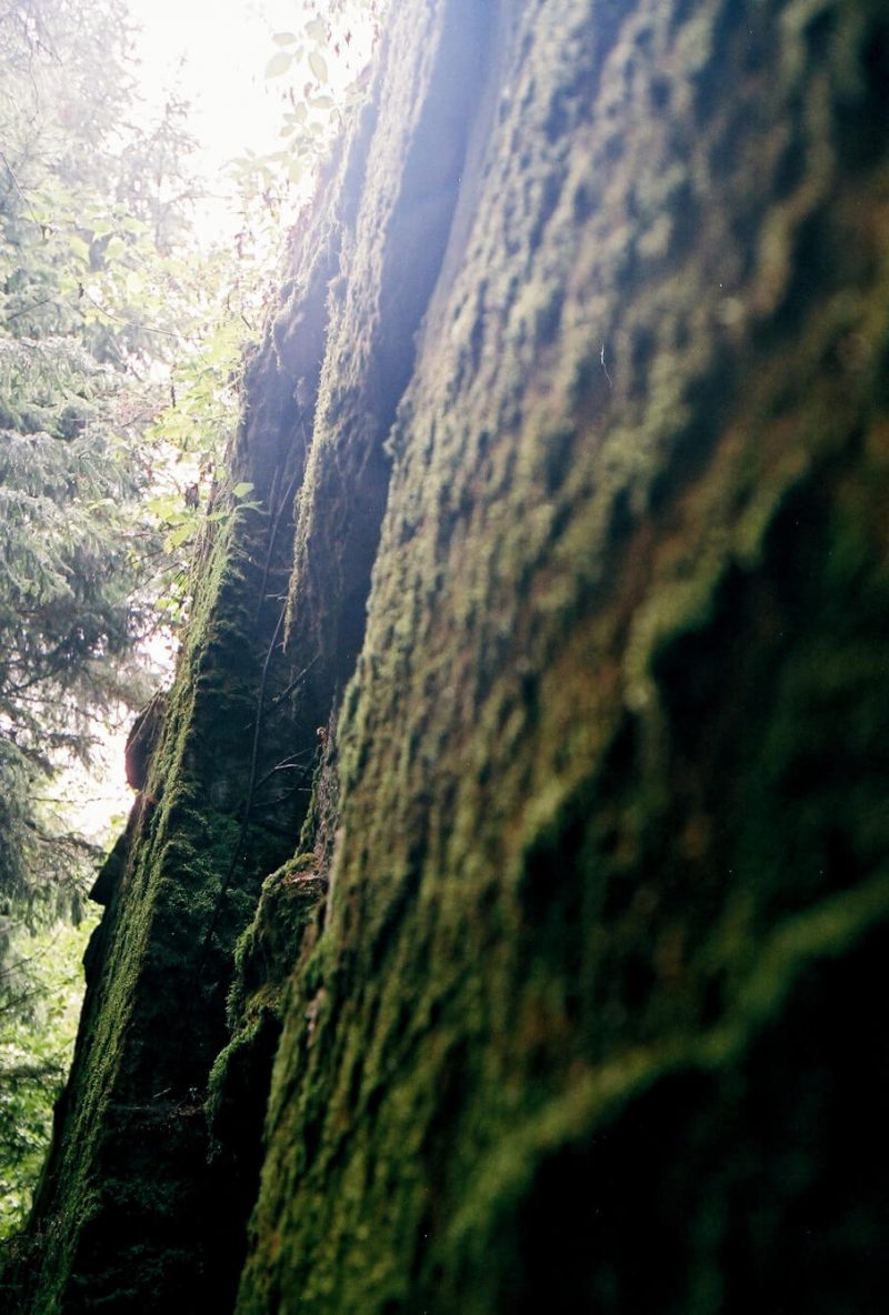Hitler's "Wolf's Lair" As It Is Today - The Military Headquarters for ...