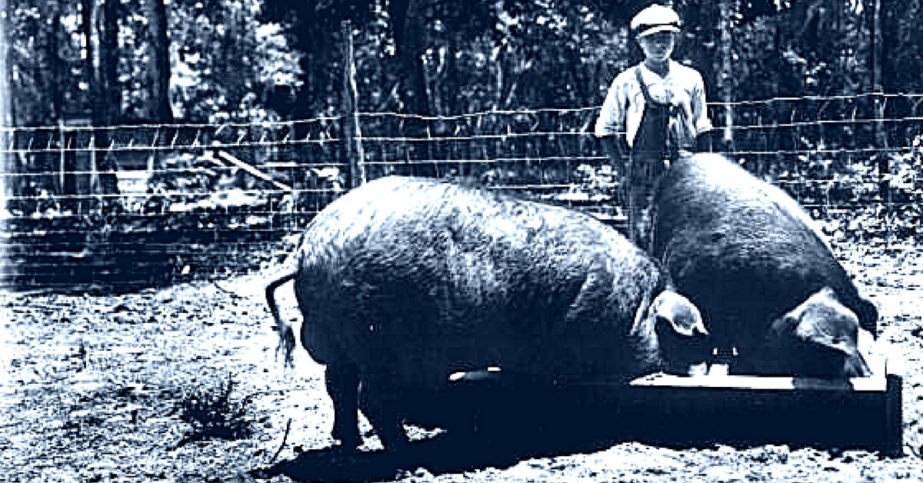 When The USA And The UK Nearly Went To War Over An Island With A Pig ...