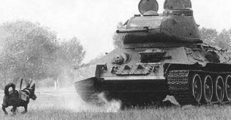 Anti-Tank Dogs: A Scared Weapon | War History Online