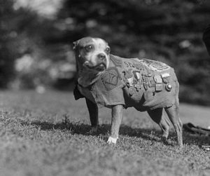 Anti-Tank Dogs: A Scared Weapon | War History Online