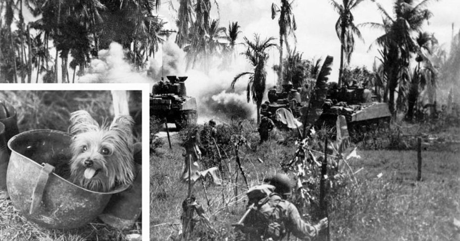 Smoky, A Remarkable Abandoned Dog Who Became A World War Two Hero | War ...