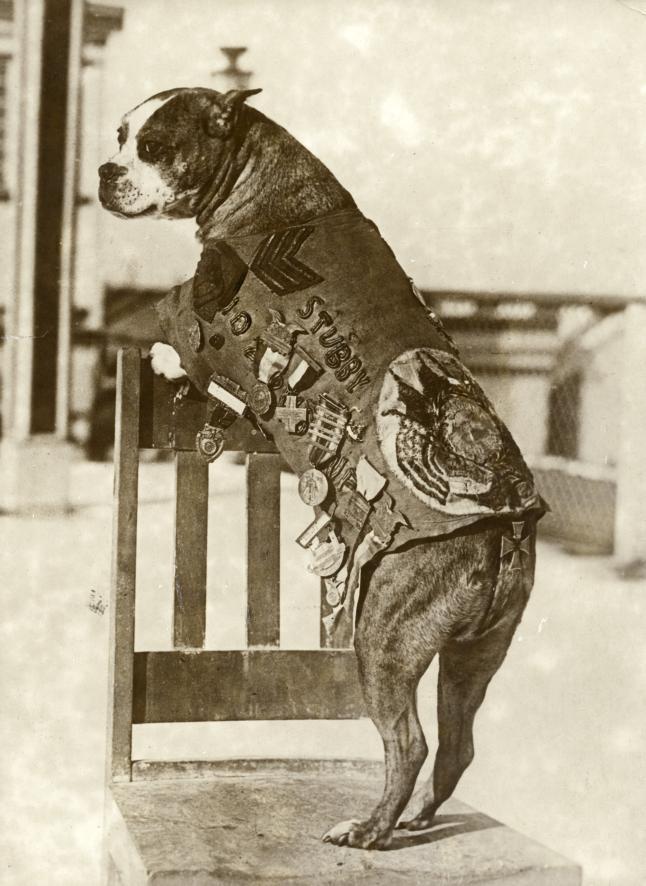 Stubby the War Dog: Would Warn About Gas, Saved Countless Lives, Earned ...
