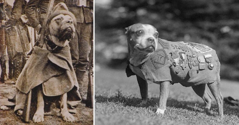 Stubby the War Dog: Would Warn About Gas, Saved Countless Lives, Earned ...