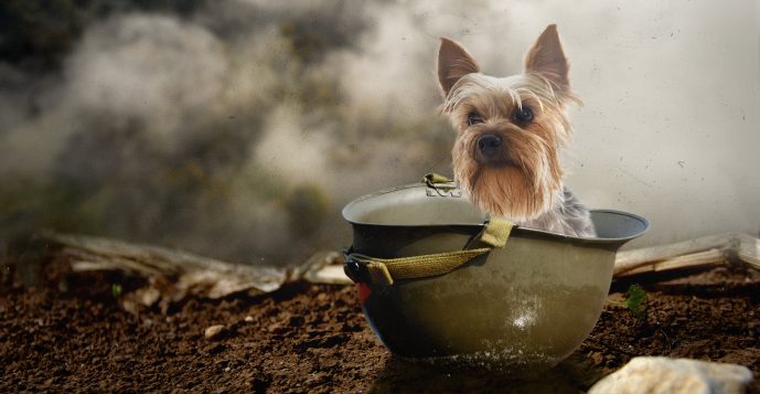 A 7 Inch Yorkie Saved 250 US Soldiers three days of digging and kept 40 ...