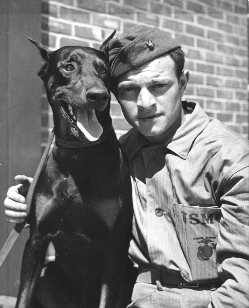 Dogs of War: Man's Best Friends During Wartime + 33 photos | War ...