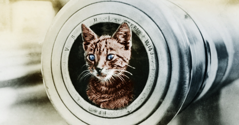 Unsinkable Sam - Legendary Cat Survived 3 Sinking Ships | War History ...