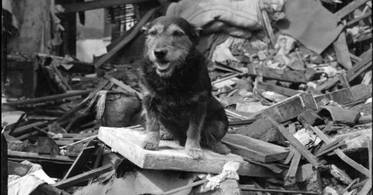 Britain’s WW2 Pet Extermination: Within a week, 750,000 pets were ...