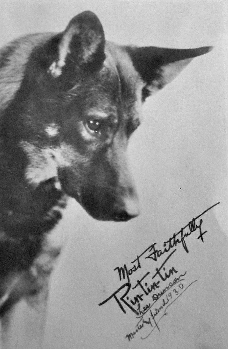 Rin Tin Tin: The WW1 Dog Who Became a Film Star. | War History Online