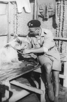 The Bombardier Brown Bear who Fought at Monte Casino | War History Online
