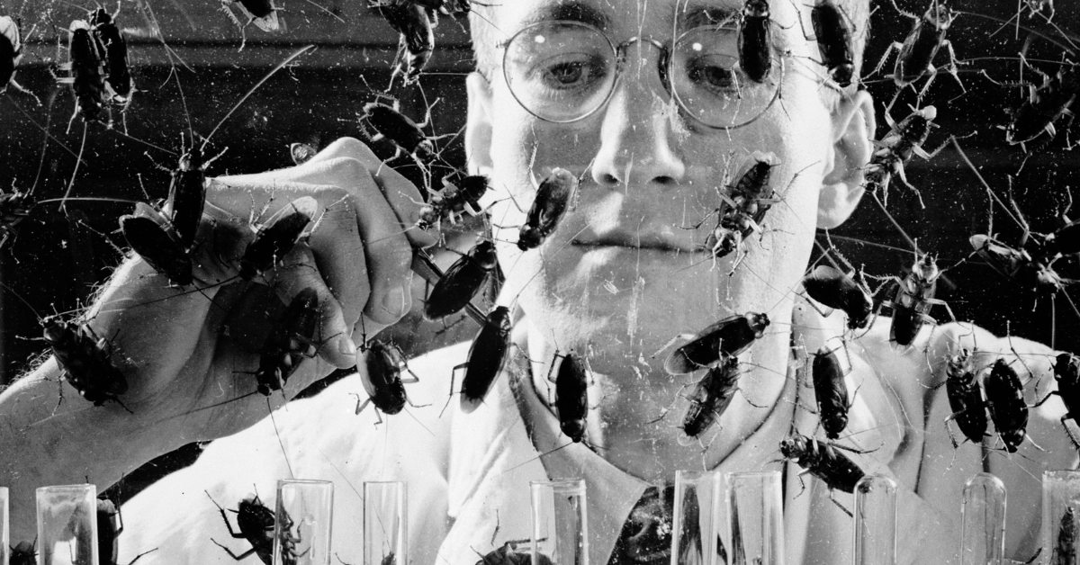 How Cockroaches Are Helping The Army Build Better Legs | War History Online