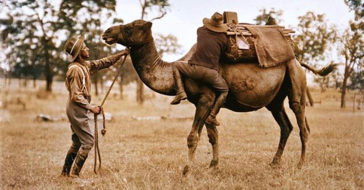The Curious Case of the US Camel Corps | War History Online