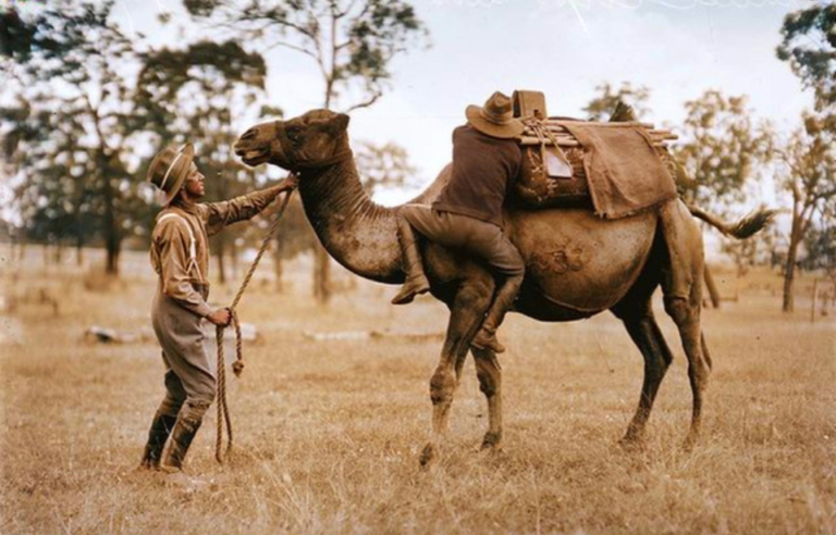 The Camel Corps: How the U.S. Army Unleashed Feral Camels on the West