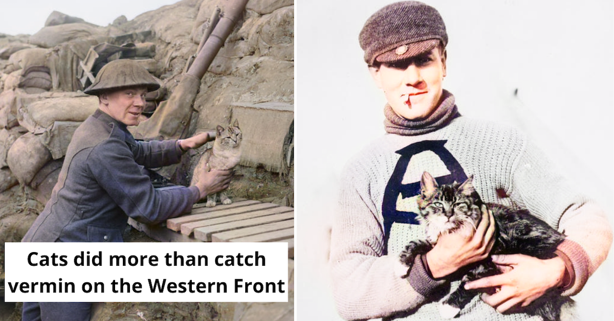 Cats Served As Mascots, Pest Control...Oh, And Gas Detectors | War ...