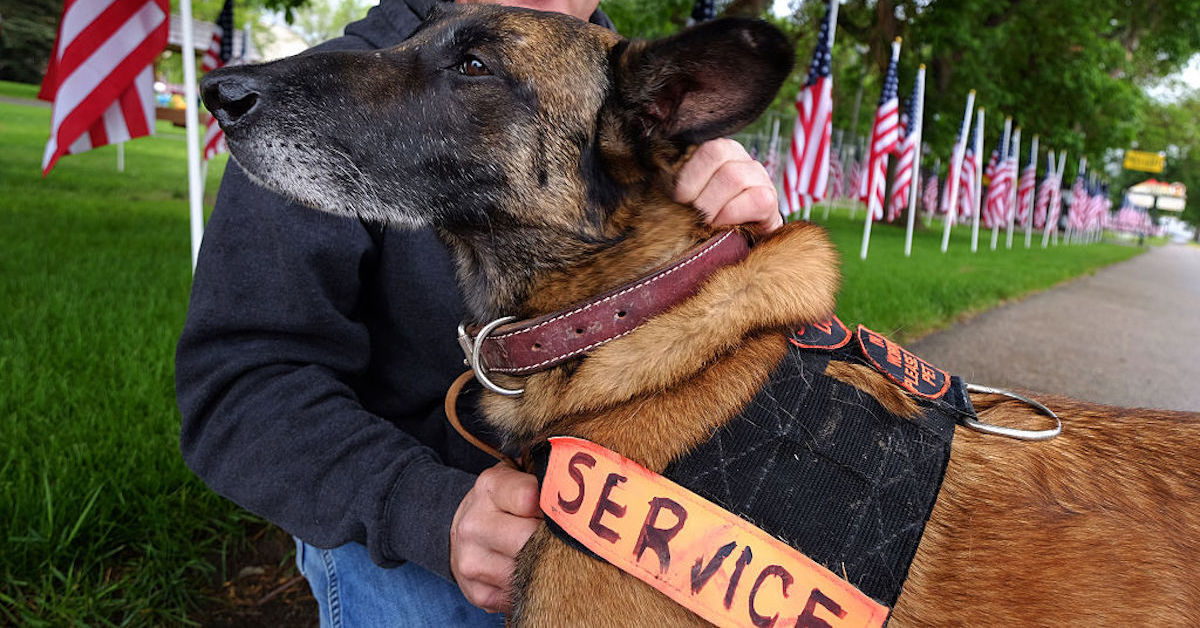 VA Launching Service Dog Program For Veterans With PTSD | War History ...