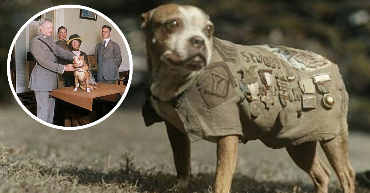 Sergeant Stubby: The Most Decorated War Dog of World War I | War ...